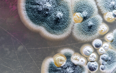 Fungal infections kill more people that breast cancer | Oakwood Solicitors